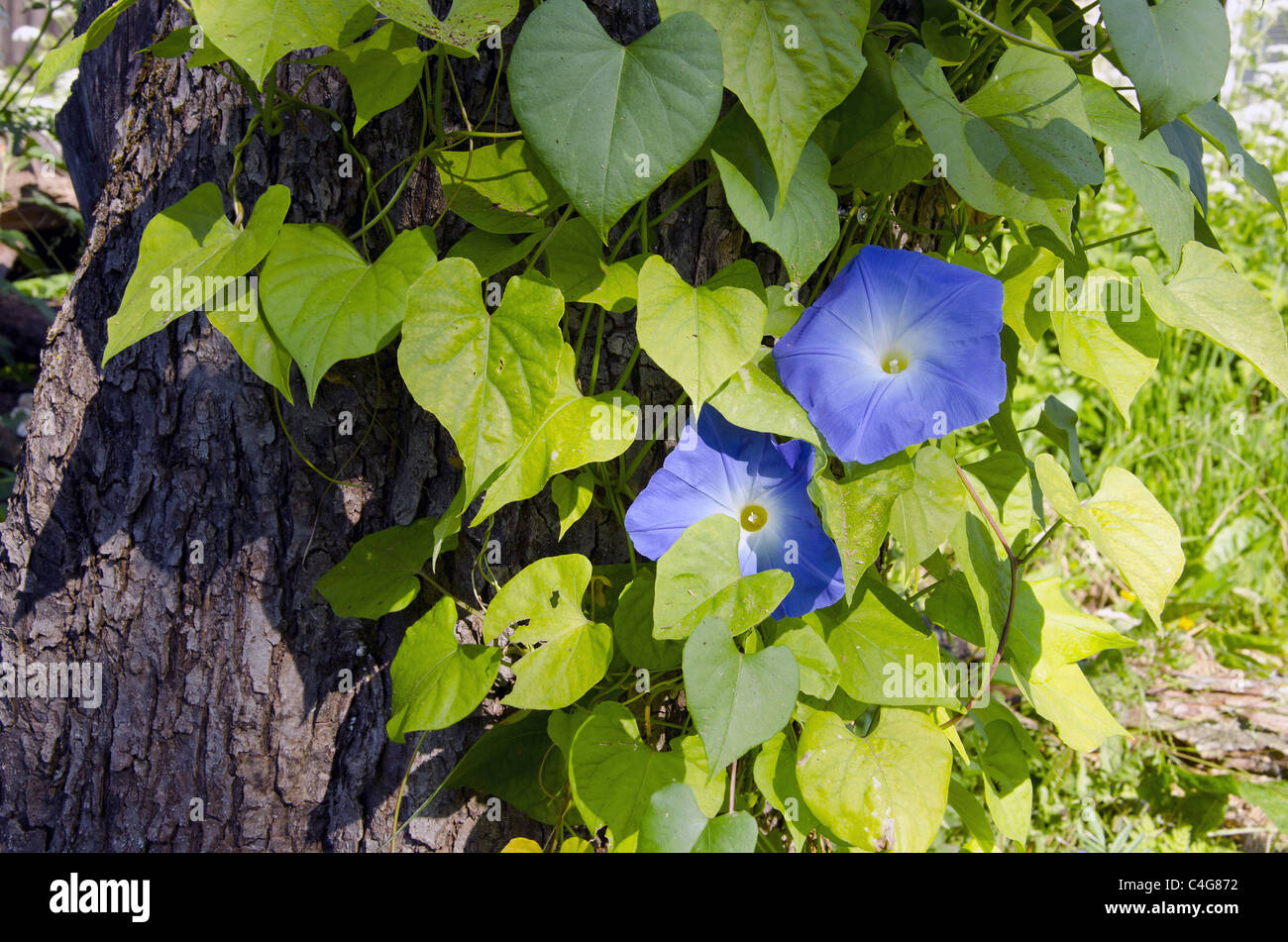 Beautiful creeper plant clematis with few blue blooms growing on on old ...