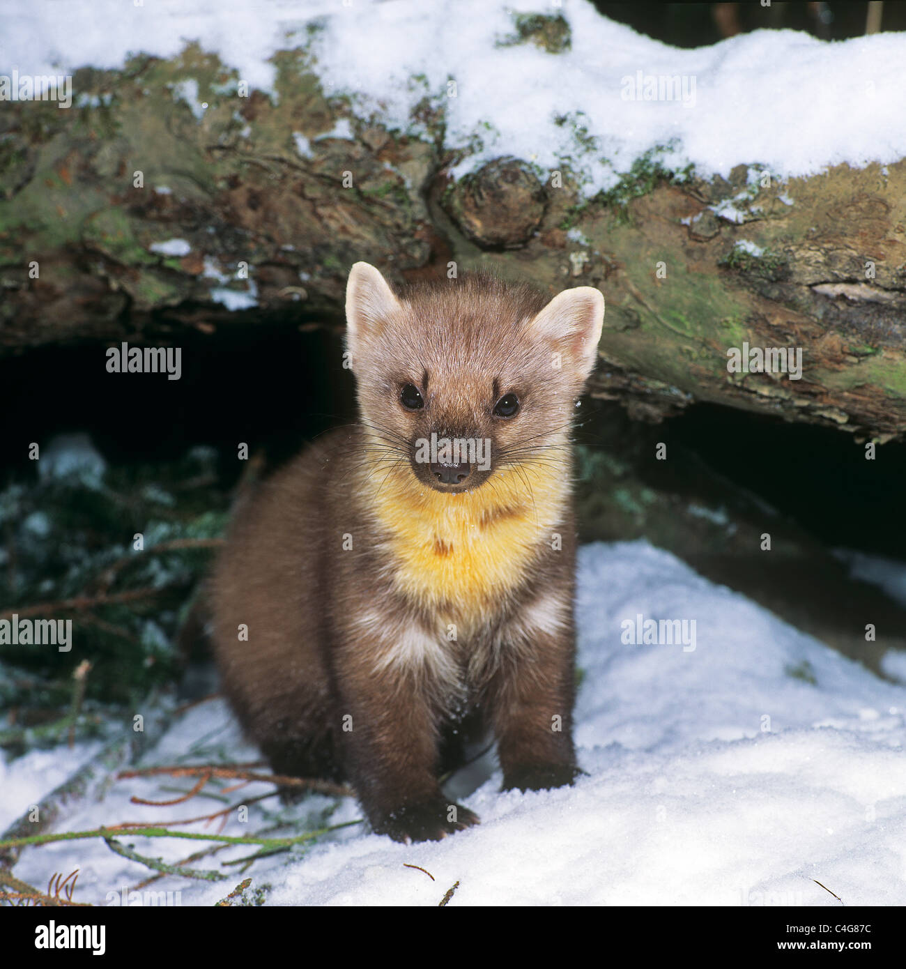 European Pine Marten in snow / Martes martes Stock Photo - Alamy