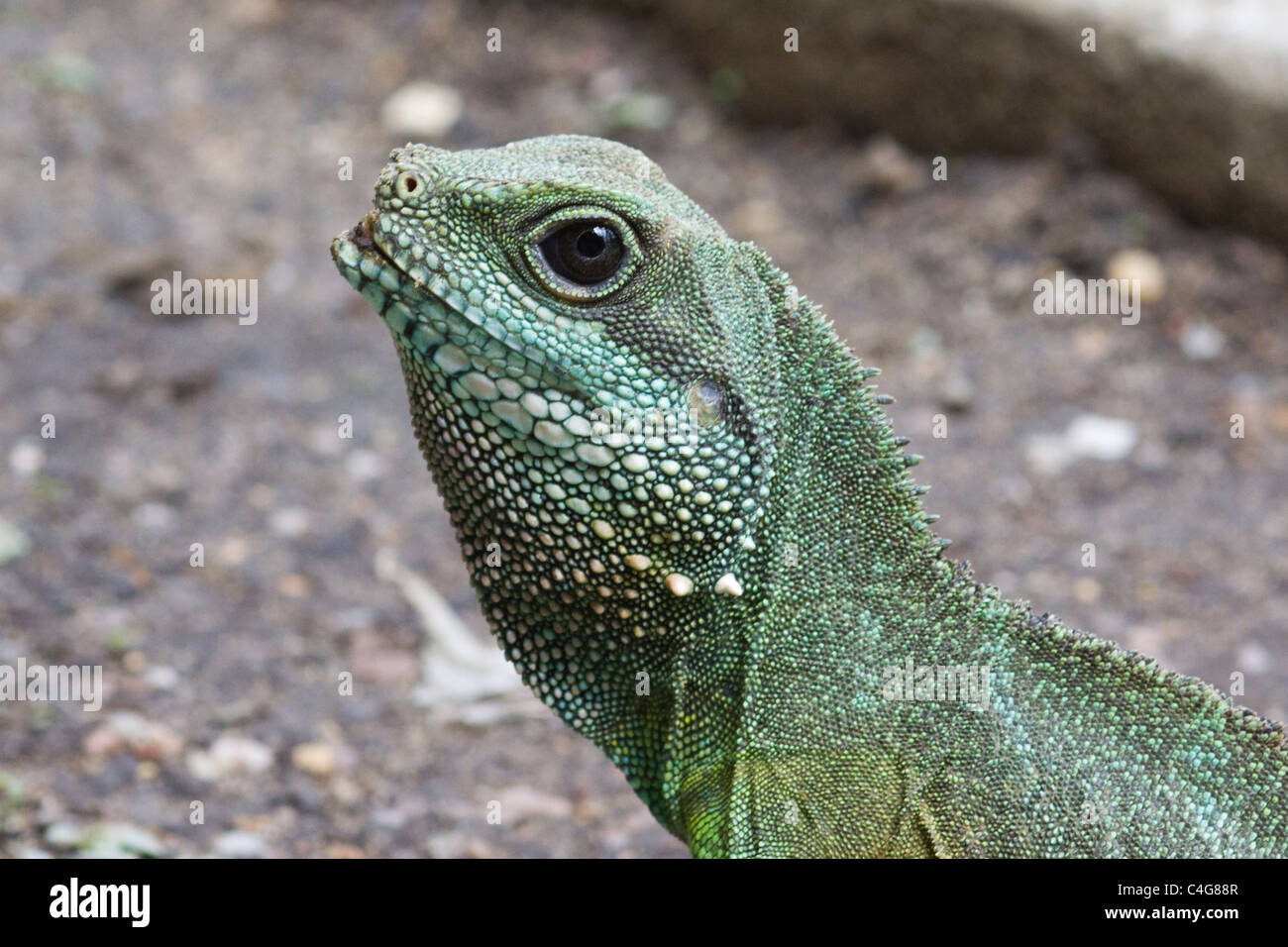A Chinese Water Dragon Sitting Physignathus cocincinus Stock Photo - Alamy