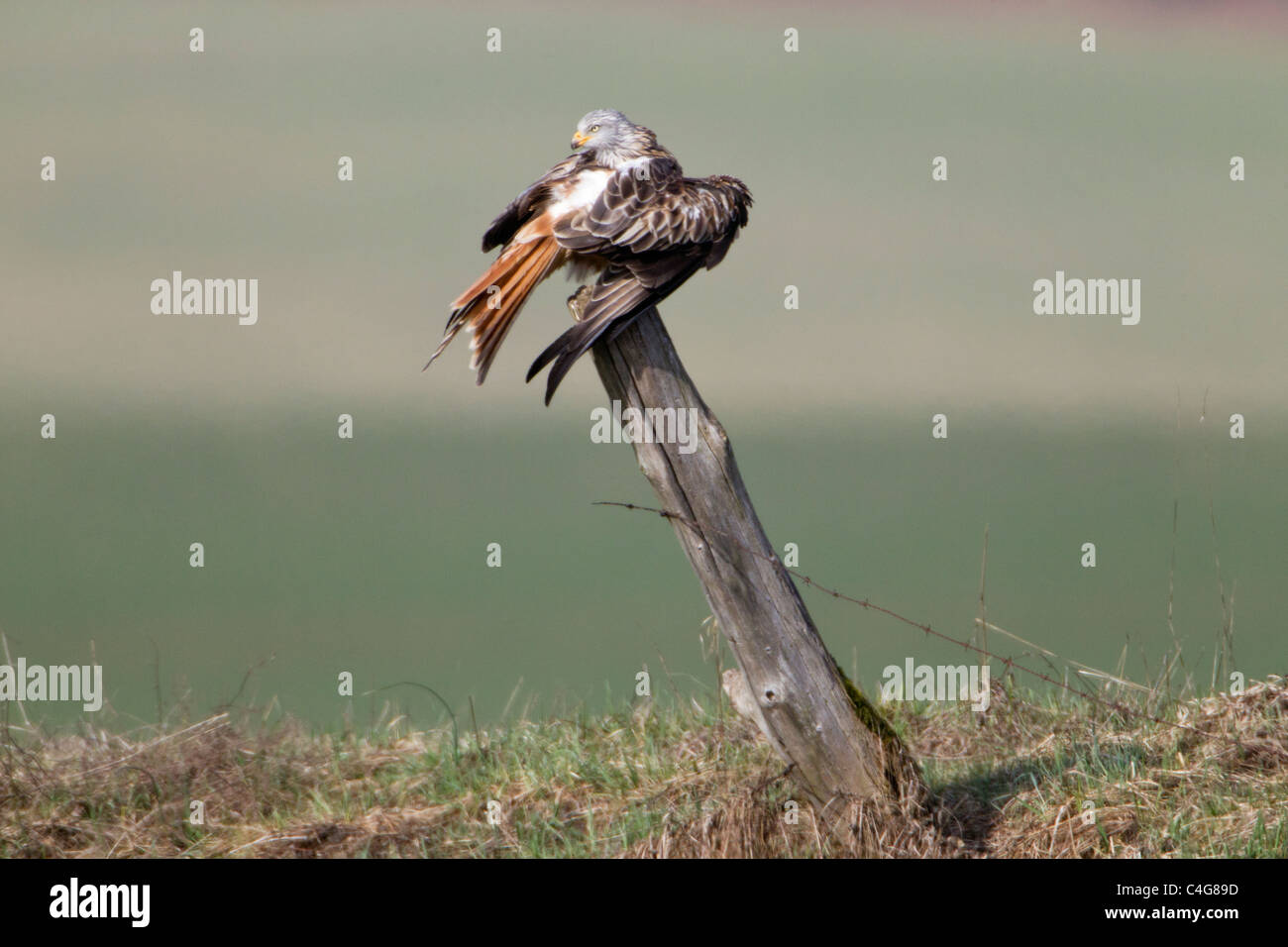 Perching red kite hi-res stock photography and images - Alamy