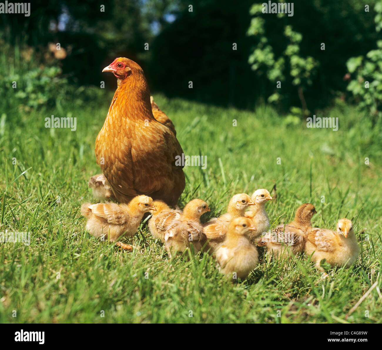 New Hampshire hen and chicks on meadow Stock Photo - Alamy