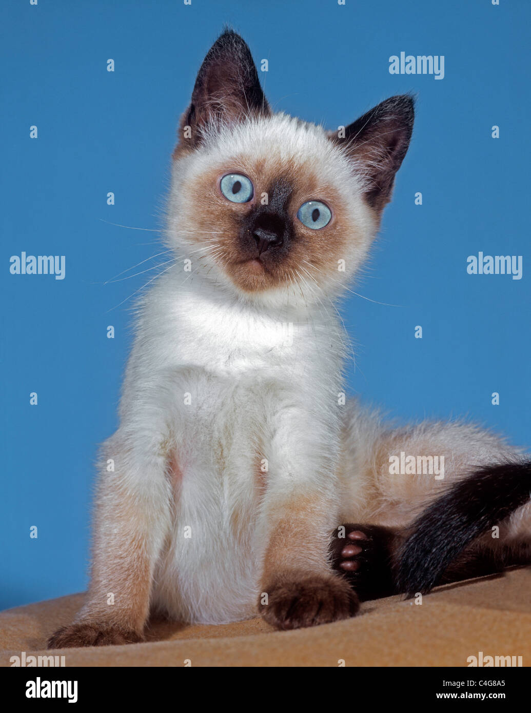 Siamese cat - kitten - sitting Stock Photo - Alamy