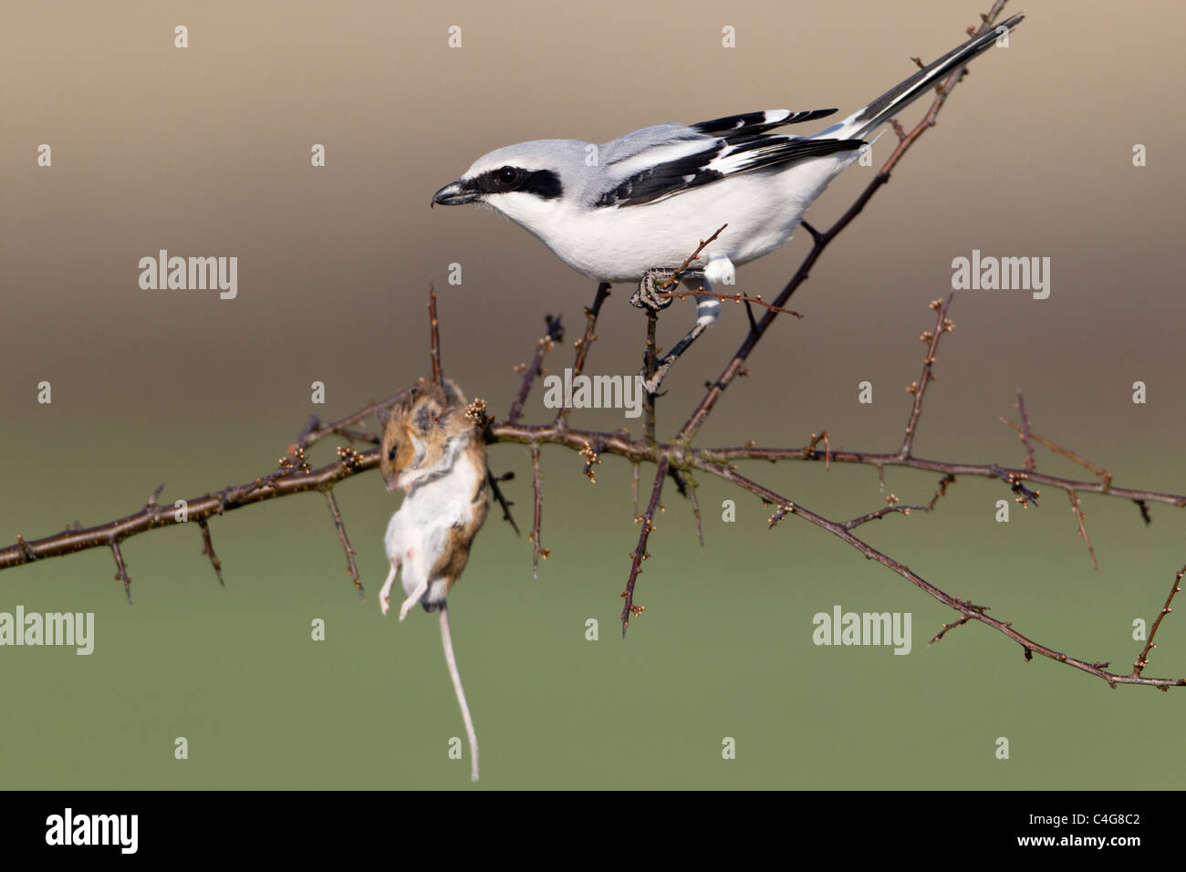 Impaled branch hi-res stock photography and images - Alamy