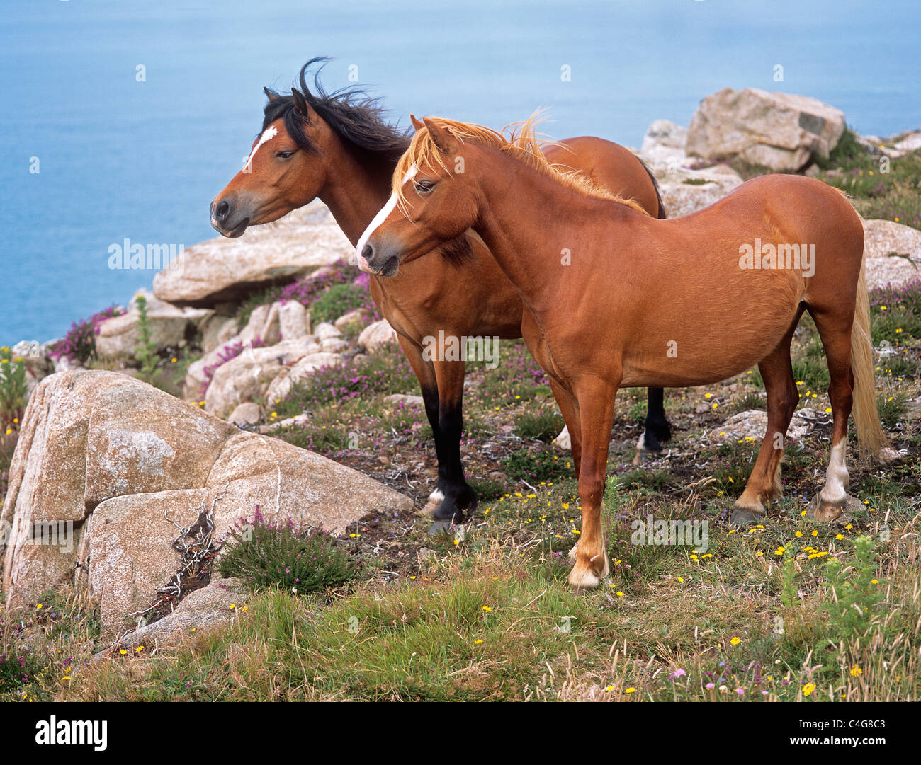 Two welsh pony horses hi-res stock photography and images - Alamy
