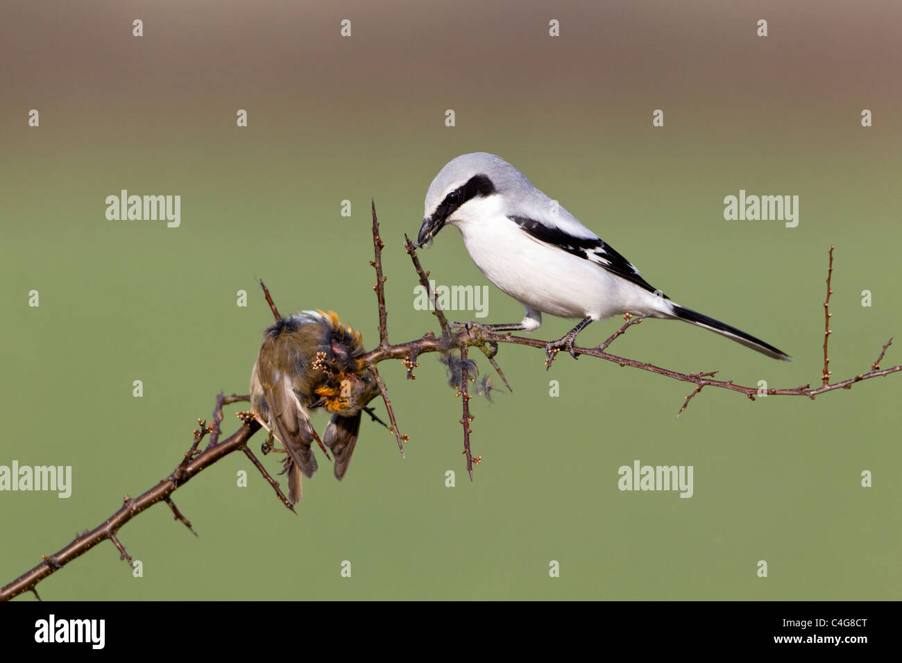 Loggerhead Shrike Prey
