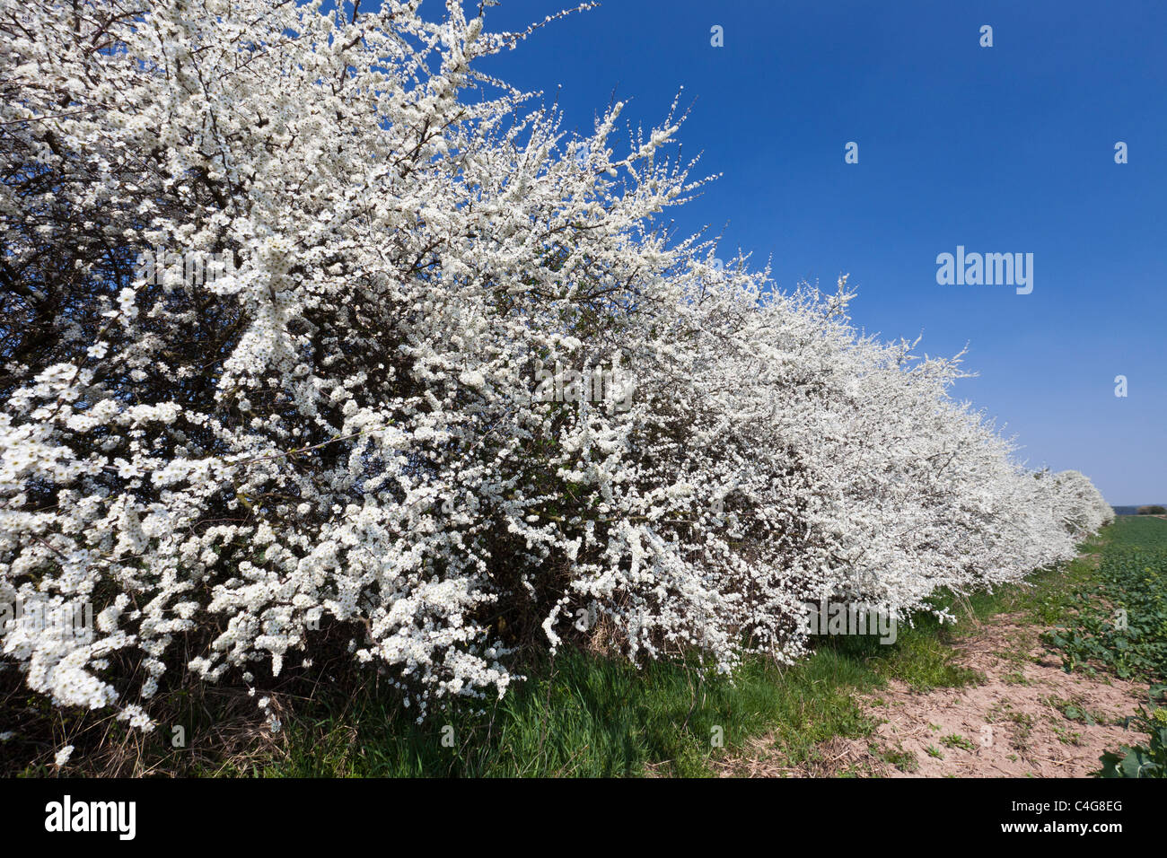 Blackthorn blooming hi-res stock photography and images - Alamy