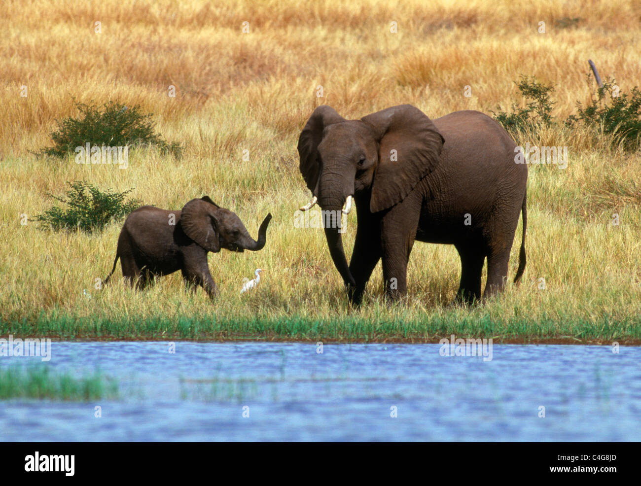 Elephant with calf hi-res stock photography and images - Alamy