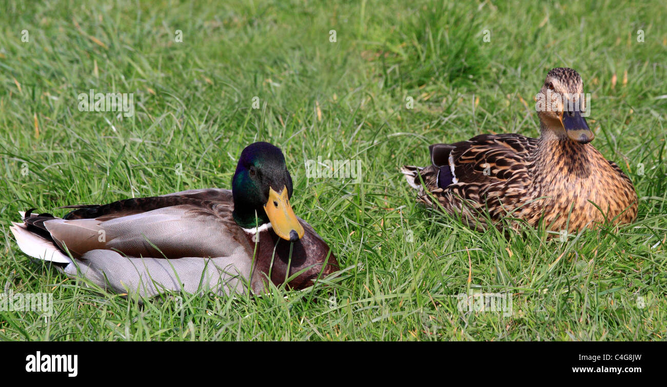 Male and female mallard duck hi-res stock photography and images - Alamy