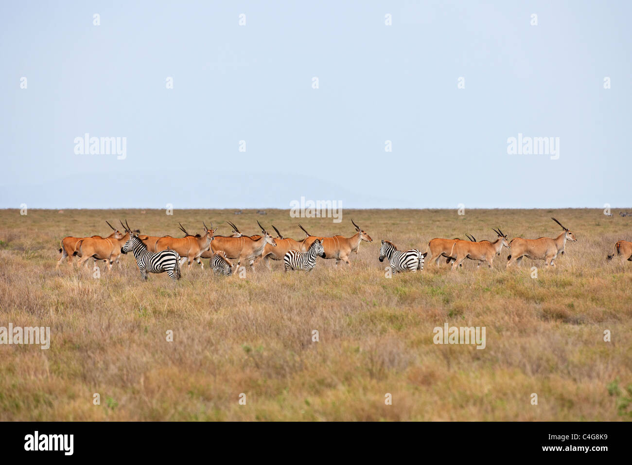 Plains zebras and Common Elands Stock Photo - Alamy