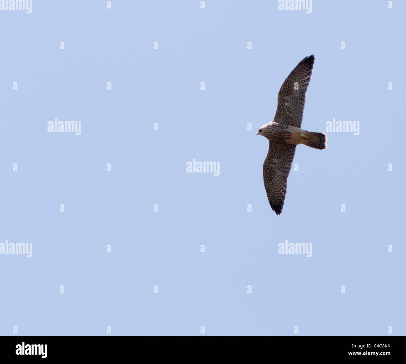 Peregrine falcon in flight hi-res stock photography and images - Alamy