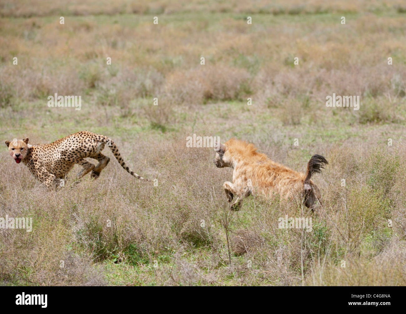 Spotted Hyena (Crocuta crocuta) trio chasing sub-adult Cheetah ...