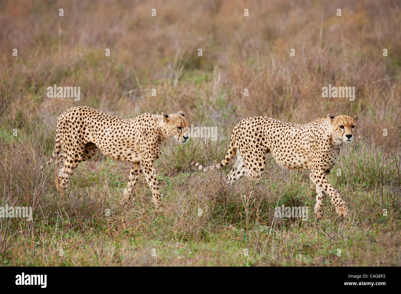 Two cheetahs walking hi-res stock photography and images - Alamy