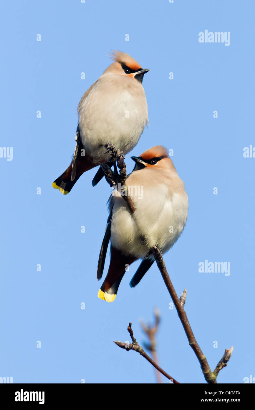 Sky two birds hi-res stock photography and images - Alamy