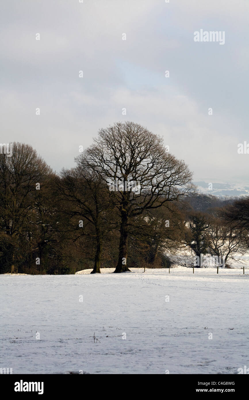 Winter hedges snow hi-res stock photography and images - Alamy