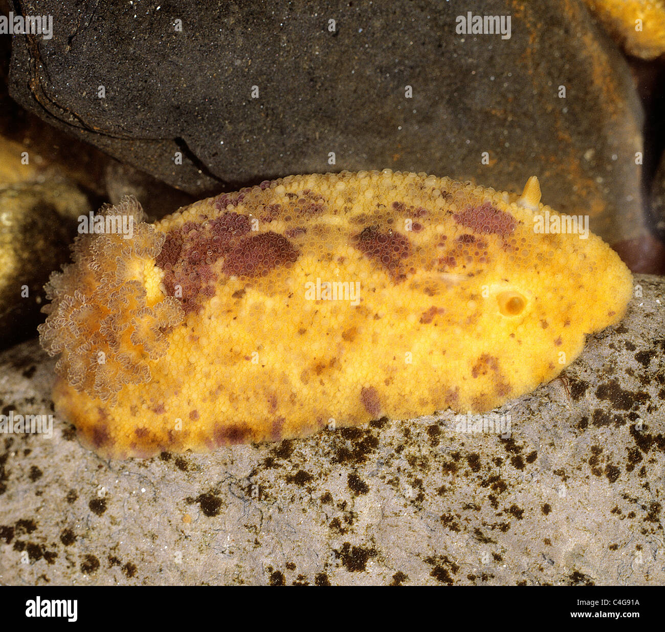 sea lemon / Archidoris pseudargus Stock Photo - Alamy