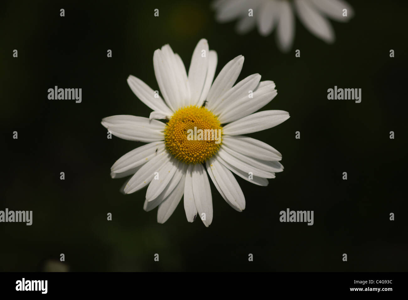 Ox eye dasiy leucanthemum vulgare hi-res stock photography and images ...