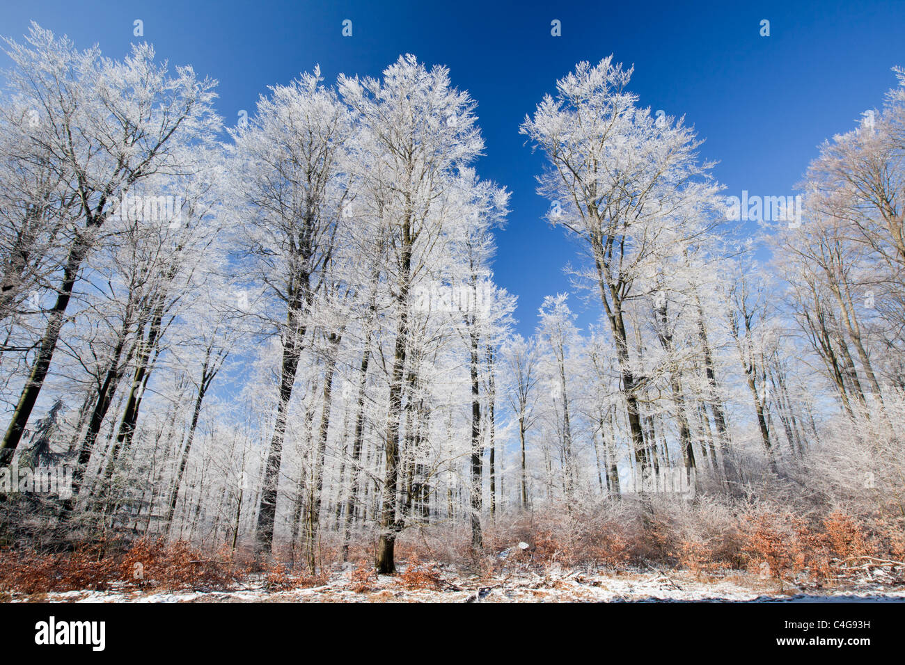 Beech trees frost hi-res stock photography and images - Alamy