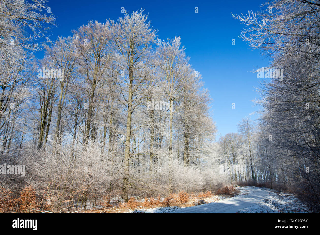 Beech woodland (Fagus sylvatica), covered in frost, winter, Hessen ...