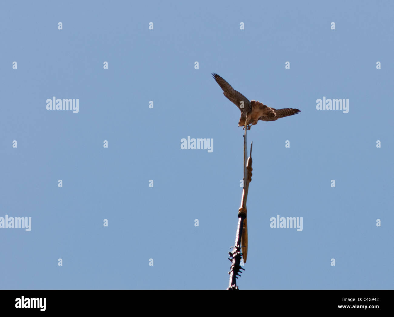 Peregrine falcon landing hi-res stock photography and images - Alamy