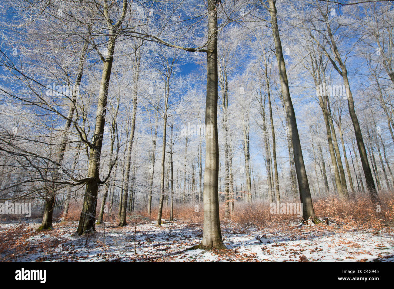 Beech woodland (Fagus sylvatica), covered in frost, winter, Hessen ...
