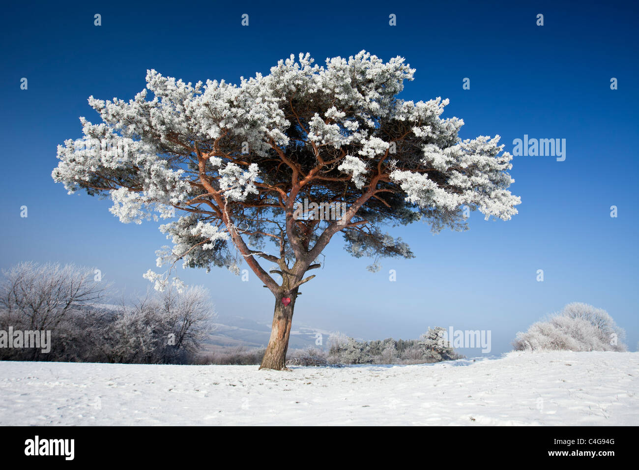 Scots pine tree trees hi-res stock photography and images - Alamy