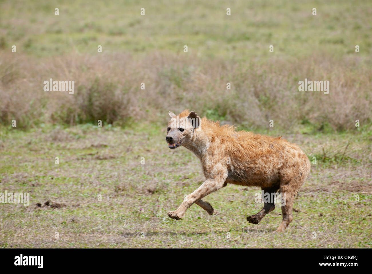 Spotted Hyena Running