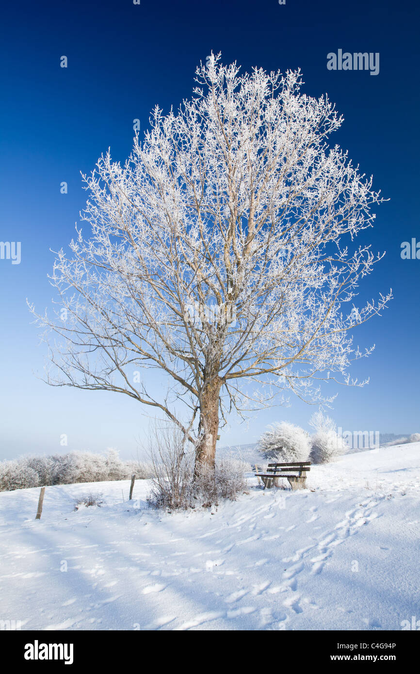 Hybrid poplar tree hi-res stock photography and images - Alamy