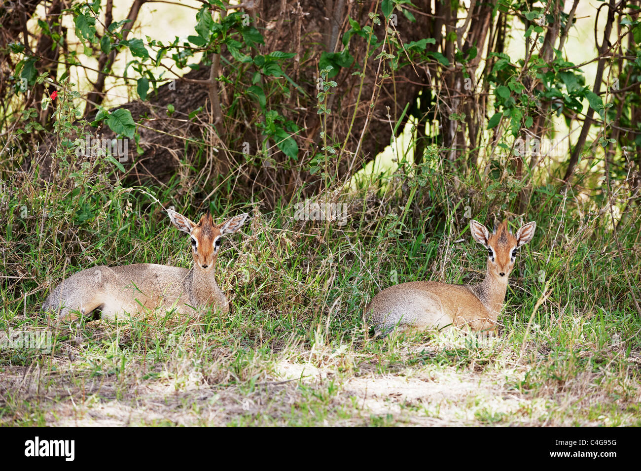 two Kirk's Dik-diks / Madoqua kirkii Stock Photo - Alamy