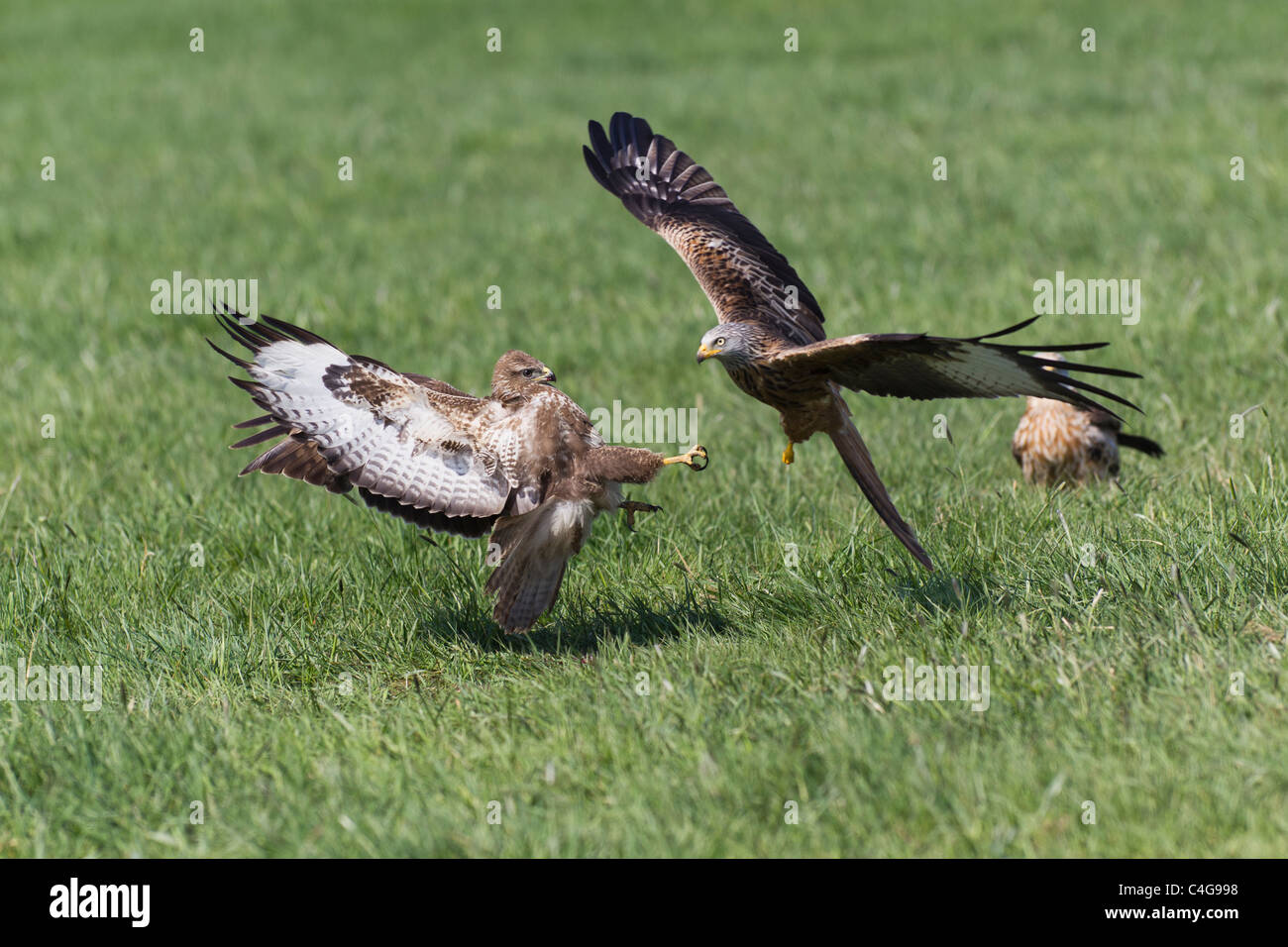 Red Kite (Milvus milvus), in flight, attacking common buzzard (Buteo ...