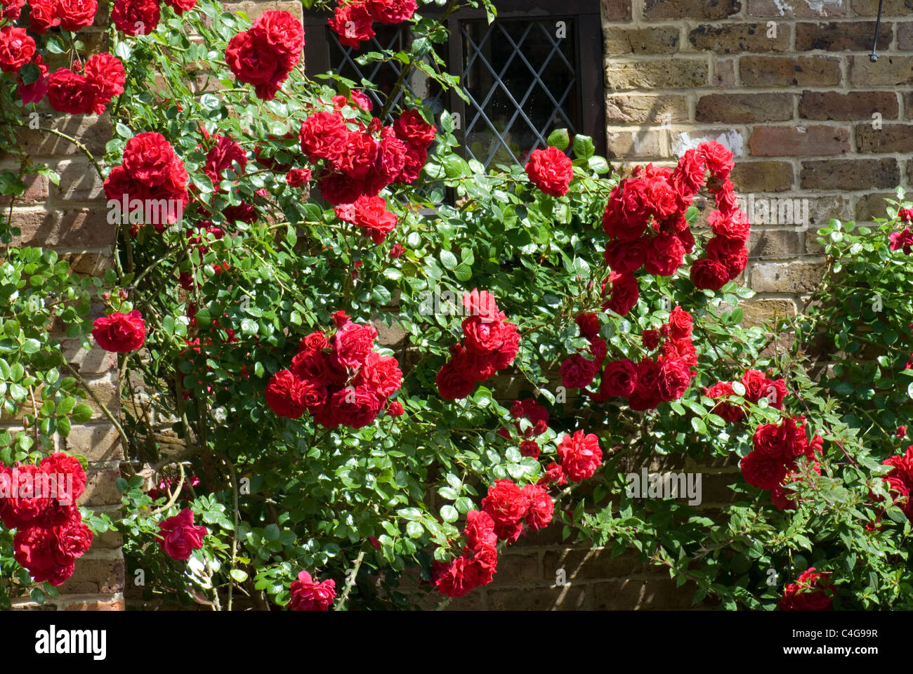 Climbing rose, 'The Prince's Trust' Stock Photo - Alamy