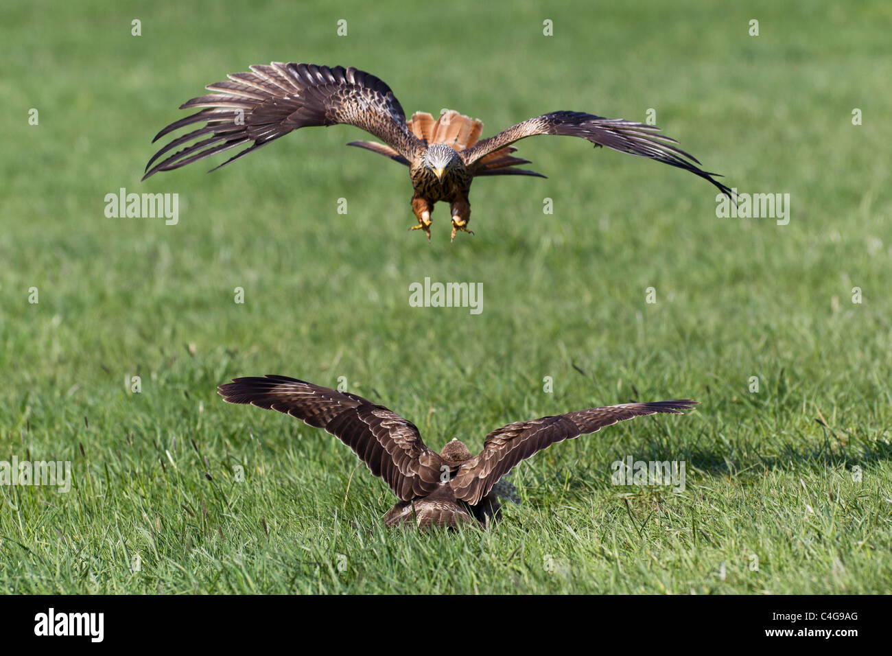 Red in wings hi-res stock photography and images - Alamy