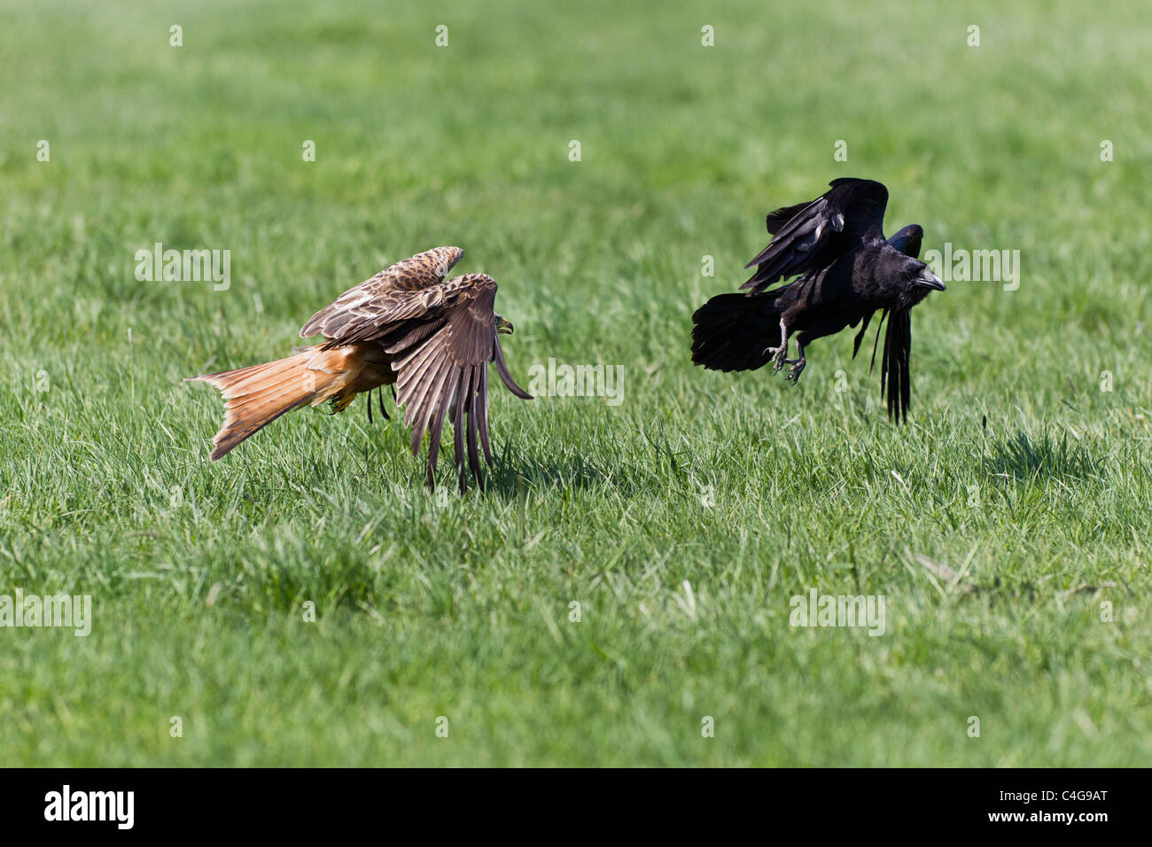 Kite chasing raven hi-res stock photography and images - Alamy