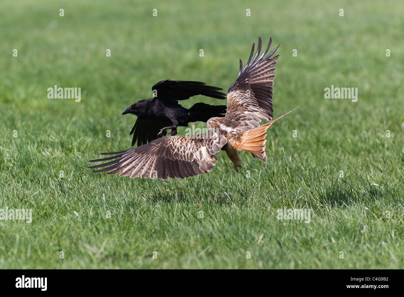 Kite chasing raven hi-res stock photography and images - Alamy