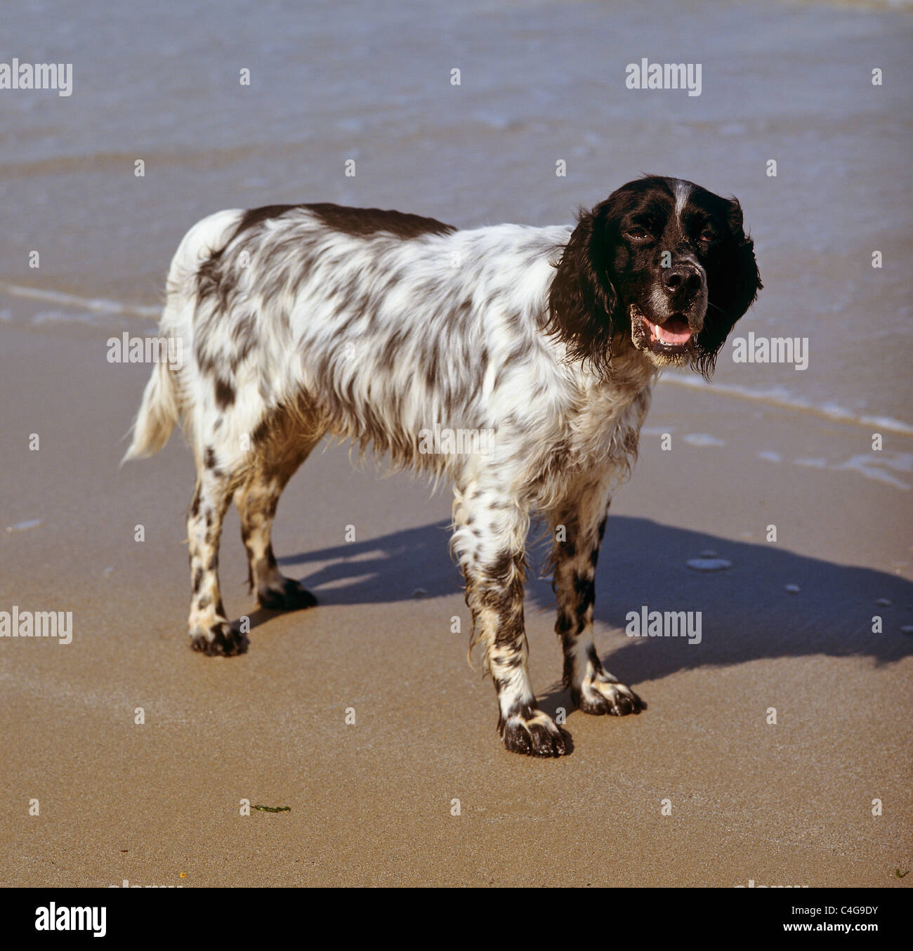 Munsterlander dog - standing at the beach Stock Photo - Alamy
