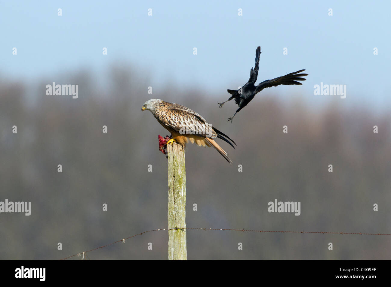 Birds mobbing hi-res stock photography and images - Alamy
