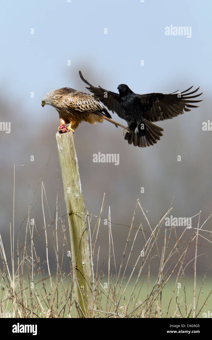 Birds mobbing hi-res stock photography and images - Alamy