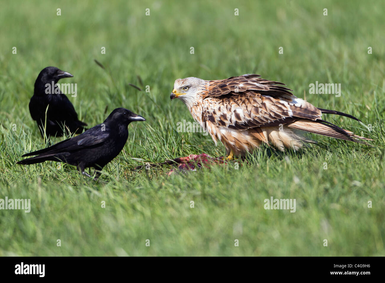 Red Kite, (Milvus milvus) and Carrion Crows (Corvus corone), feeding on ...