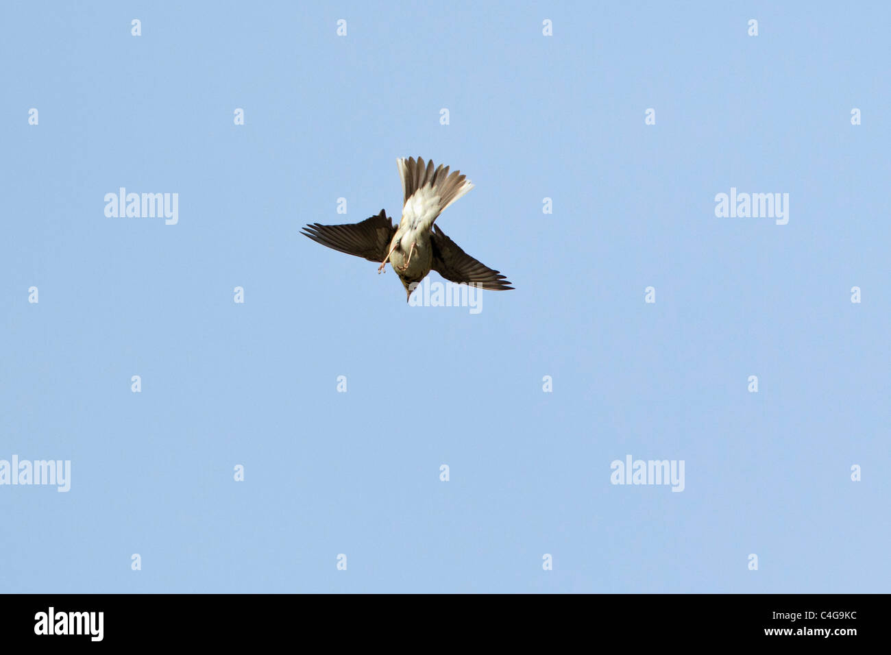 Tree Pipit (Anthus trivialis), bird in flight, singing and displaying ...