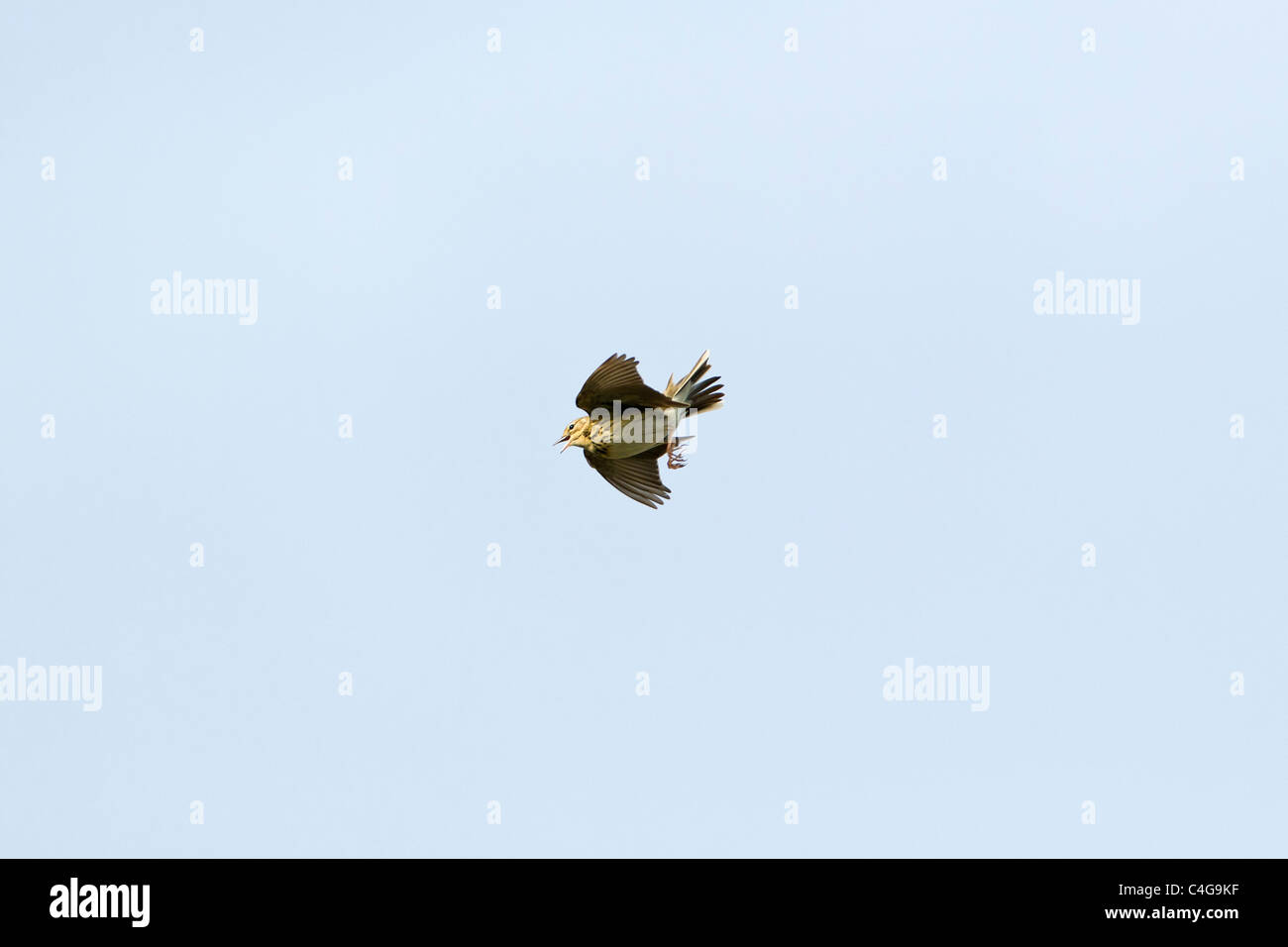 Tree Pipit (Anthus trivialis), bird in flight, singing and displaying ...