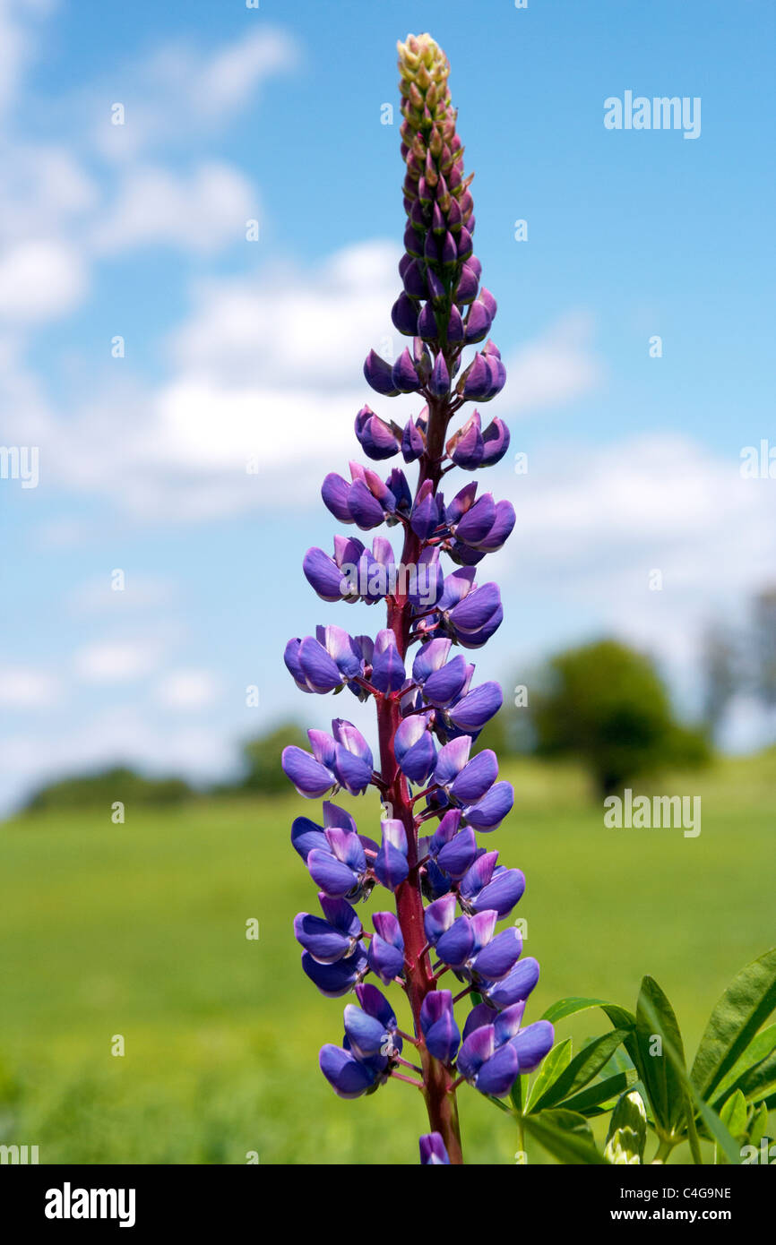 Lupin flower (Lupinus) in Poland Stock Photo - Alamy