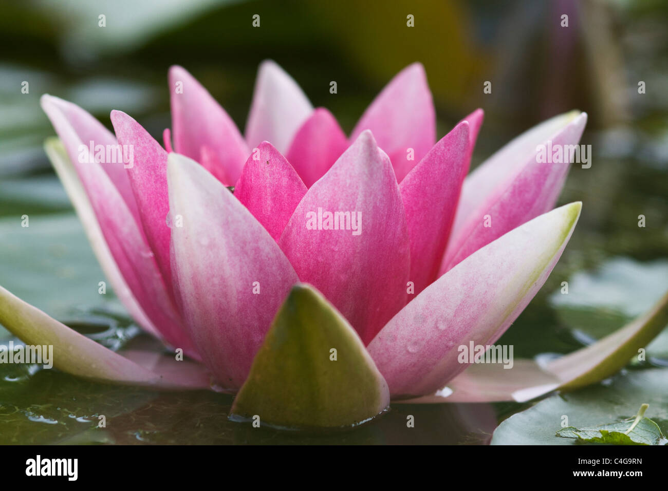 Water Lilies Nymphaeaceae Stock Photo - Alamy