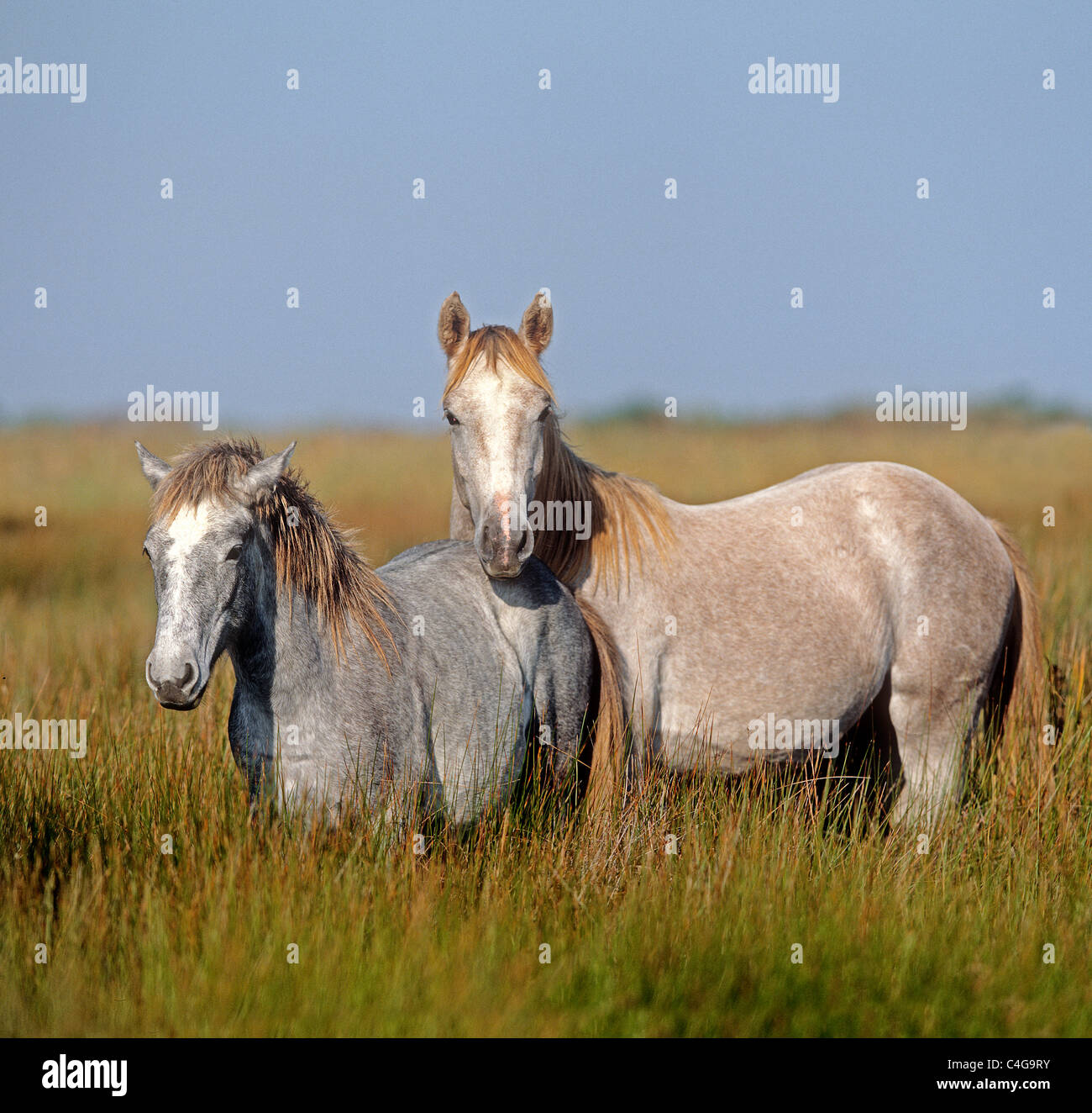 Lusitano horse - mare and foal Stock Photo - Alamy