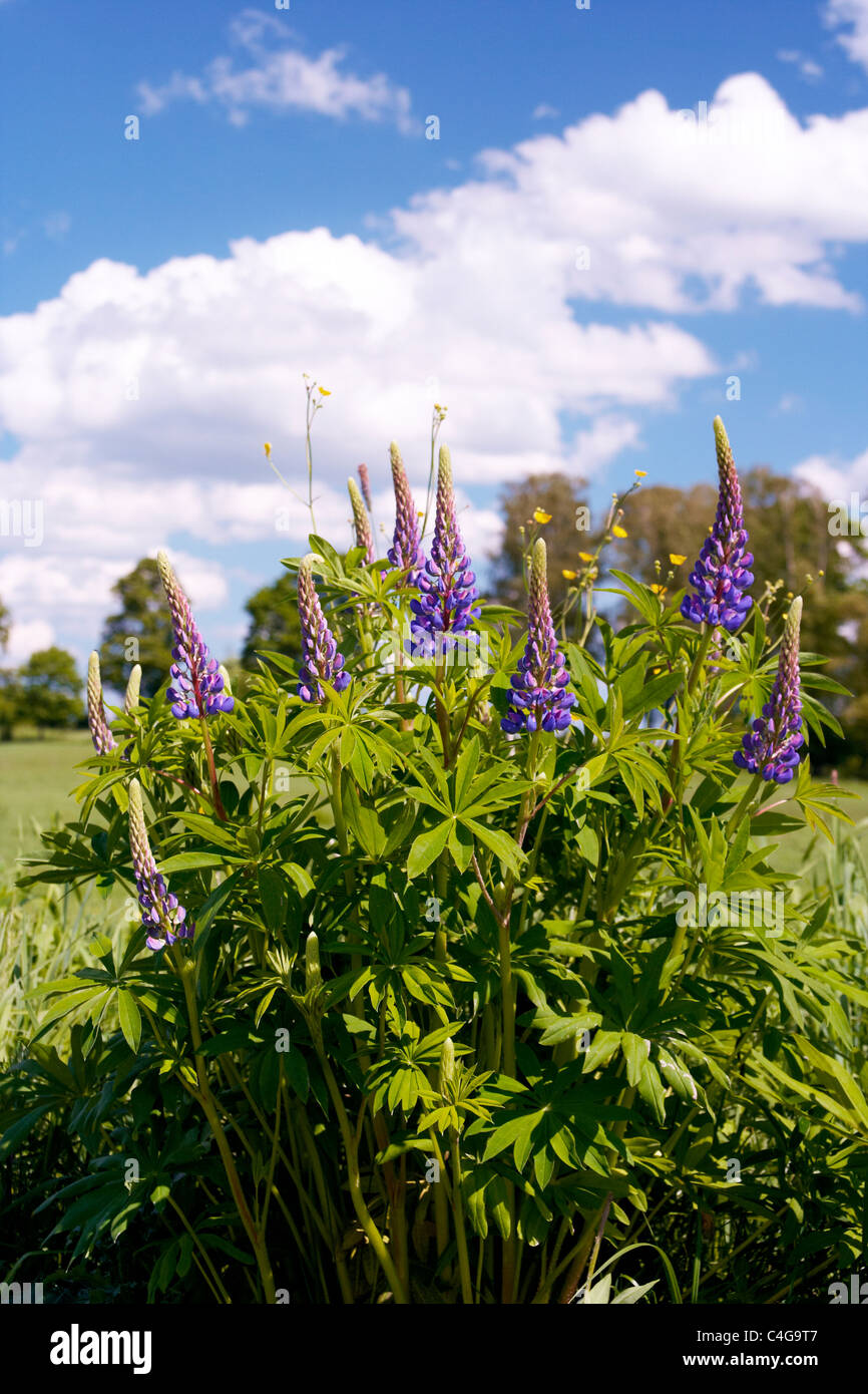 Flower lupinus hi-res stock photography and images - Alamy