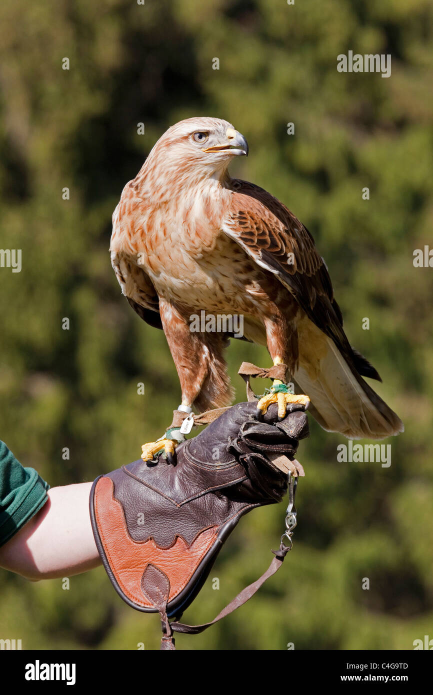 Long legged buzzards hi-res stock photography and images - Alamy