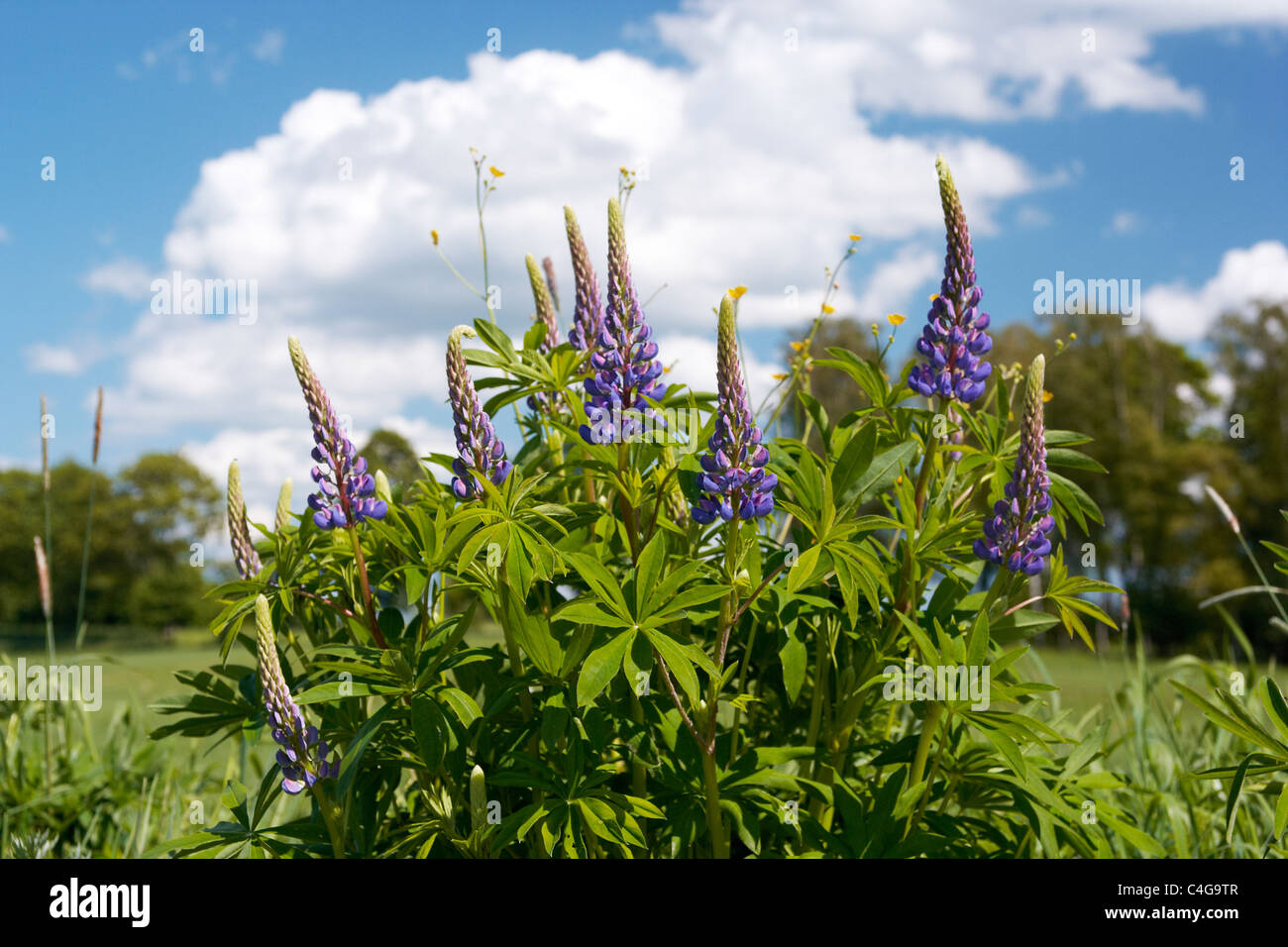 Lupin flowers lupinus hi-res stock photography and images - Alamy