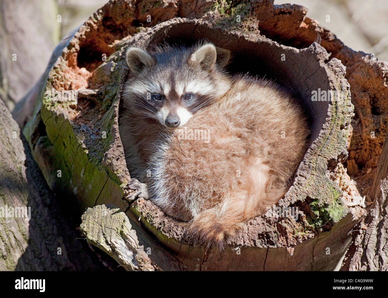 Raccoon den hi-res stock photography and images - Alamy