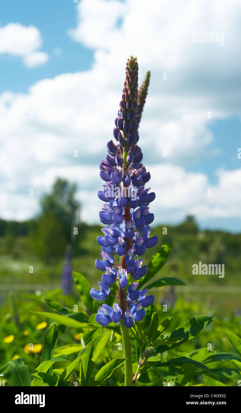 Flower lupinus hi-res stock photography and images - Alamy