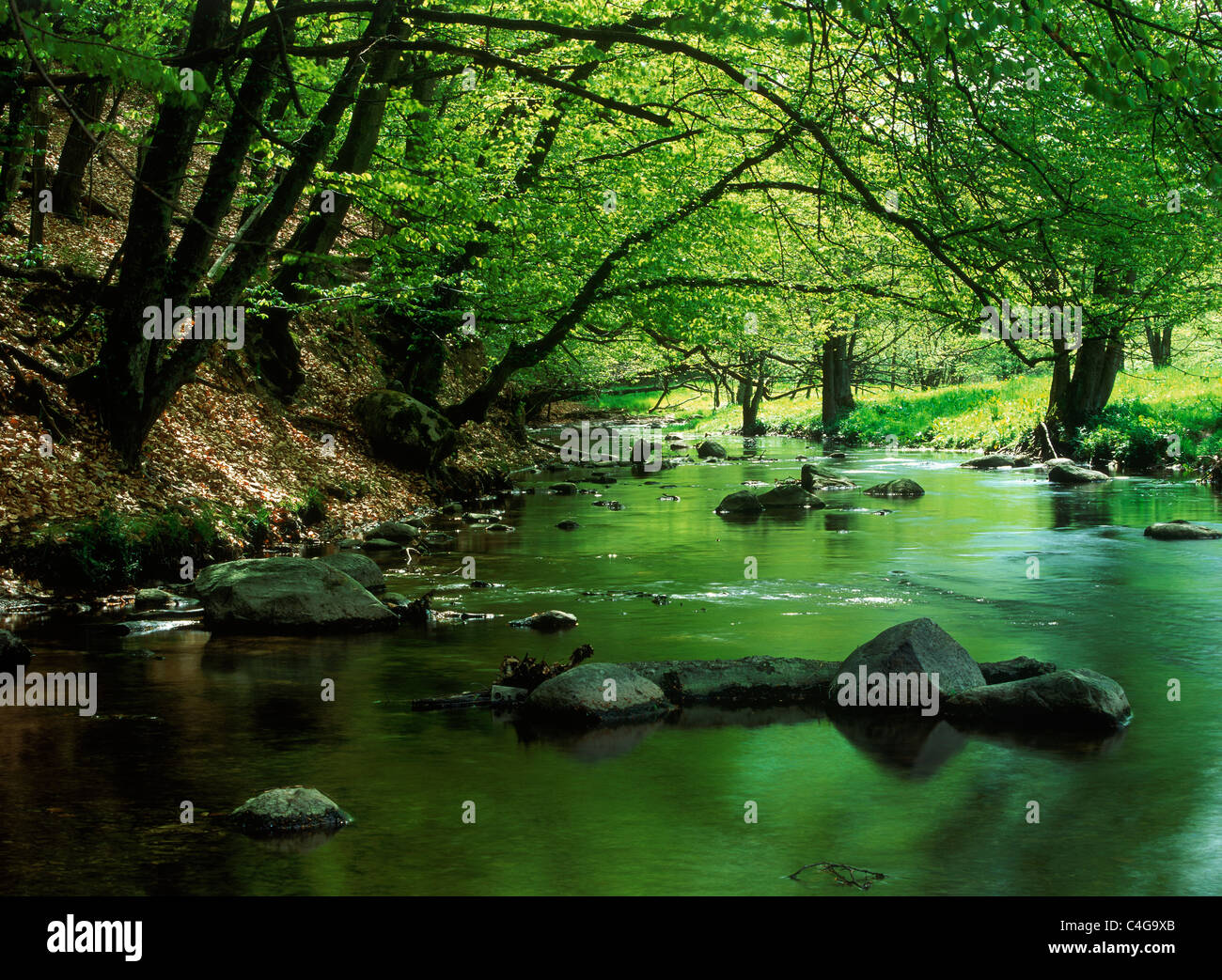 Small stream passing trees and fields of green in quiet serene natural ...