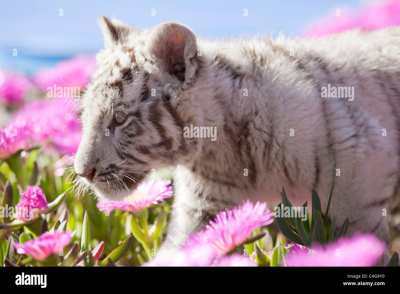 young white tiger between flowers / Panthera tigris Stock Photo - Alamy