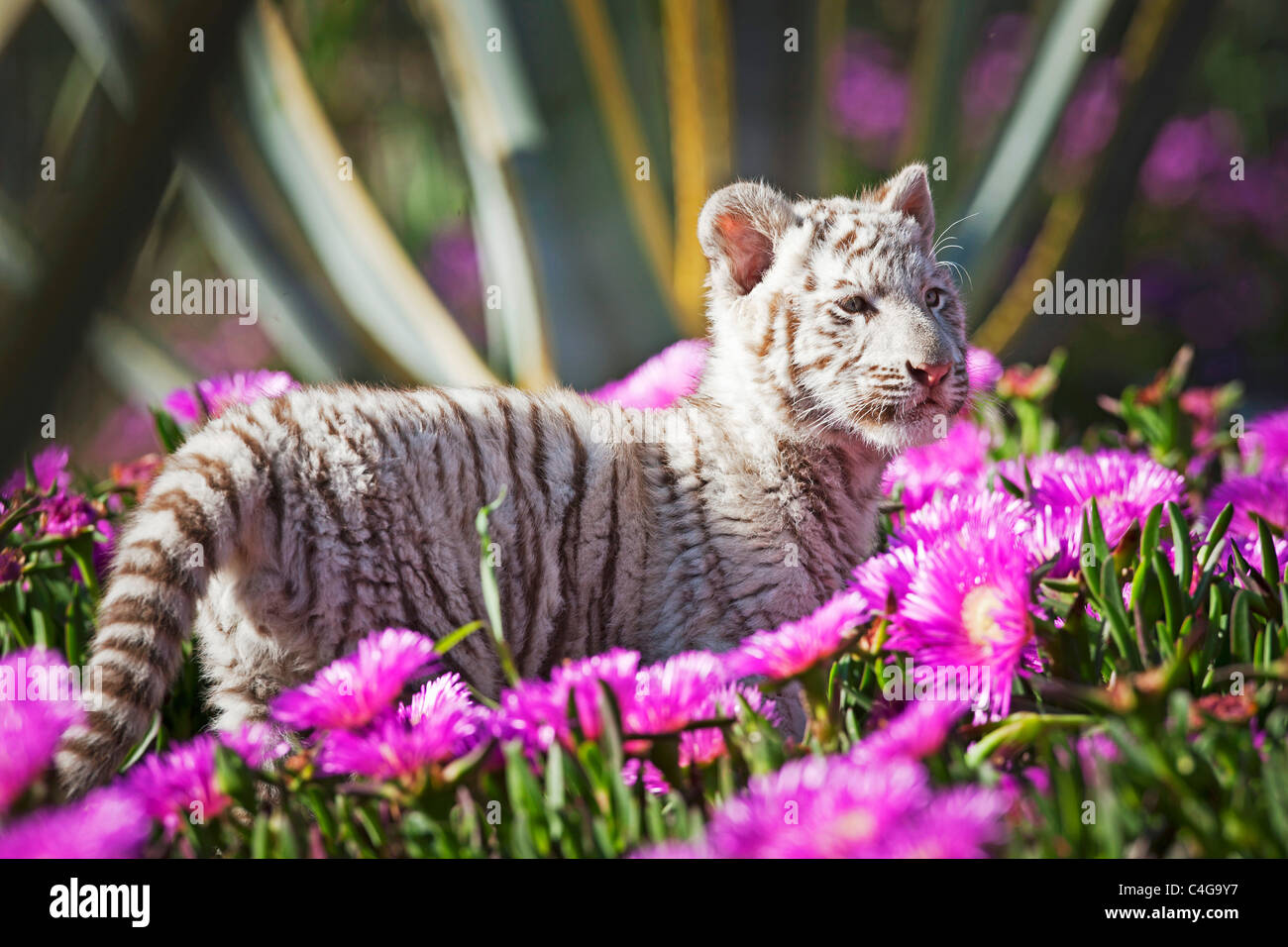 young white tiger between flowers / Panthera tigris Stock Photo - Alamy